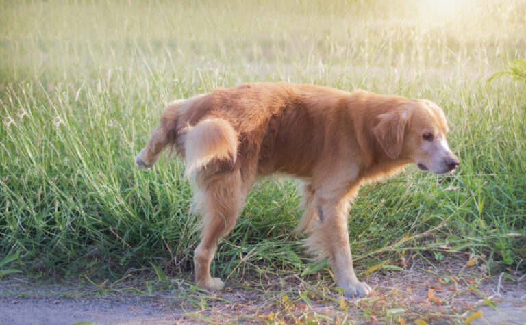 Bladder Stones in Dogs - The Farmer’s Dog - Digest
