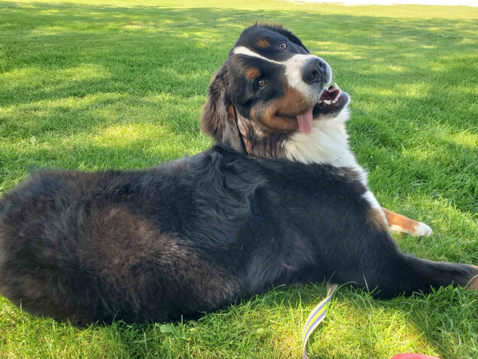 The Bernese Mountain Dog Breed Guide: Personality, History, Training ...