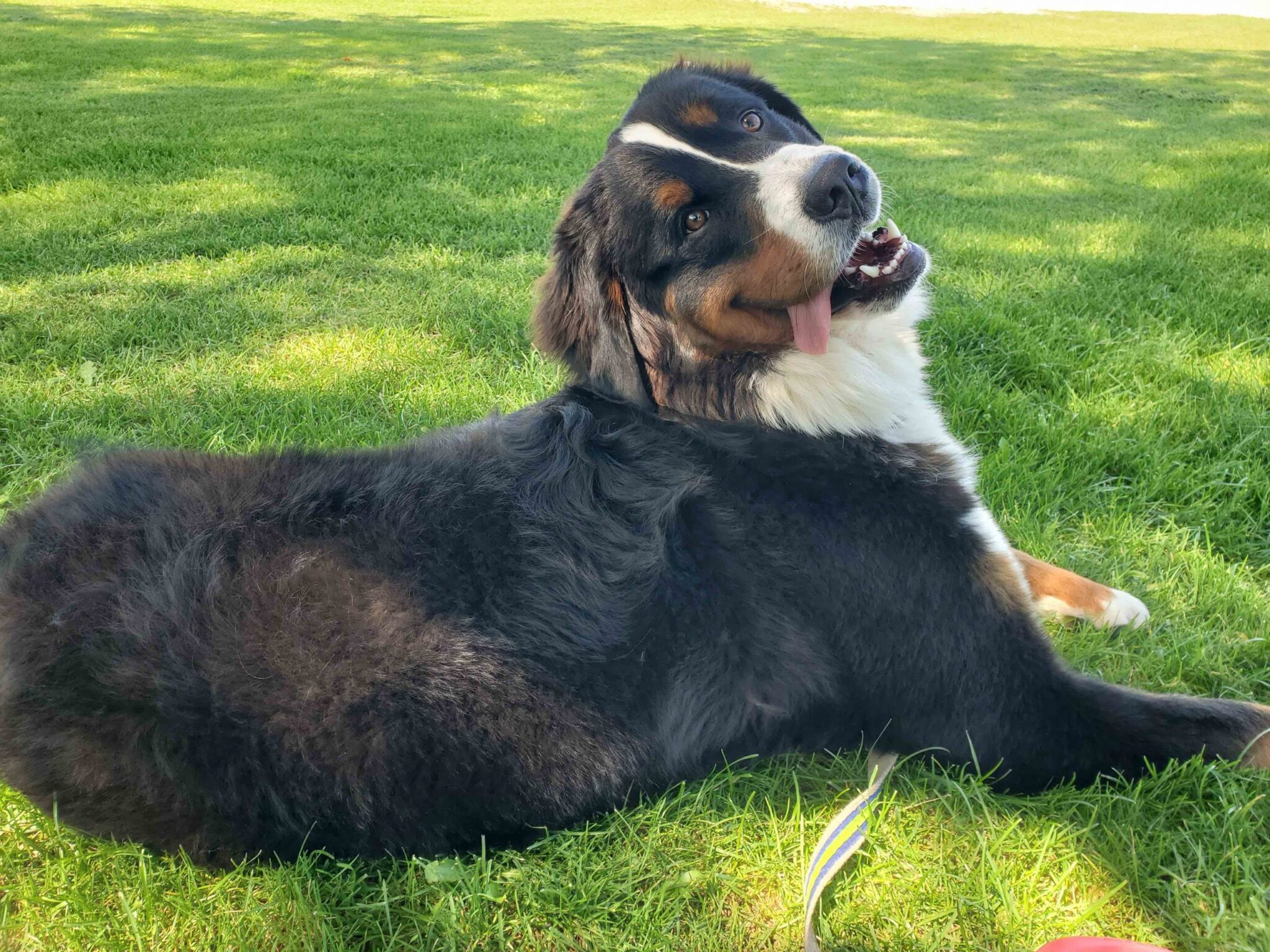 The Bernese Mountain Dog Breed Guide: Personality, History, Training ...