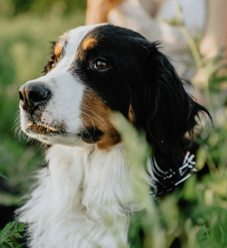 The Bernese Mountain Dog Breed Guide: Personality, History, Training ...