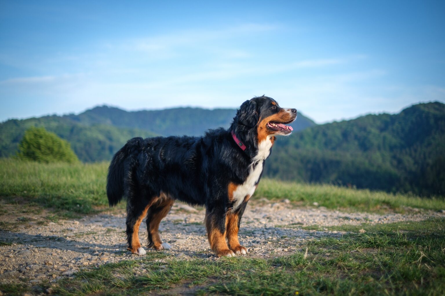 The Bernese Mountain Dog Breed Guide: Personality, History, Training ...