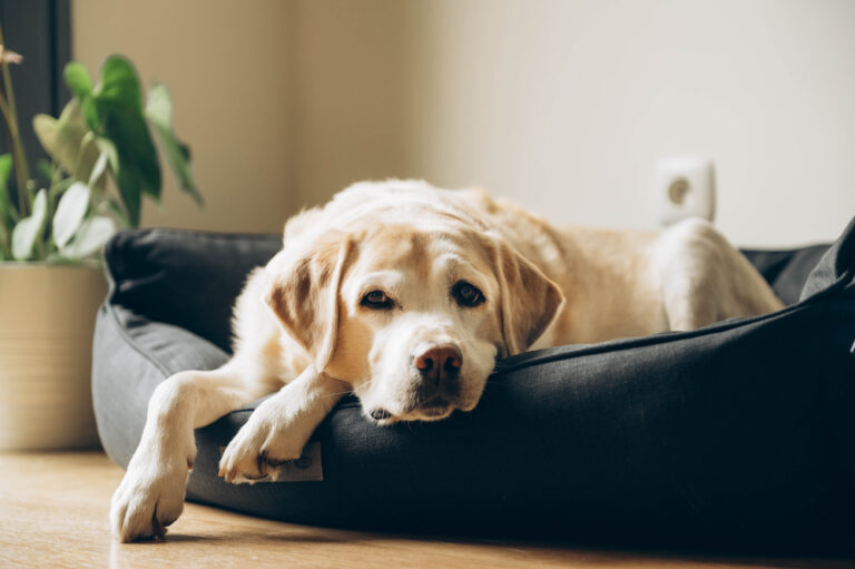 What to Do If Your Senior Dog's Back Legs Are Collapsing - The Farmer’s ...