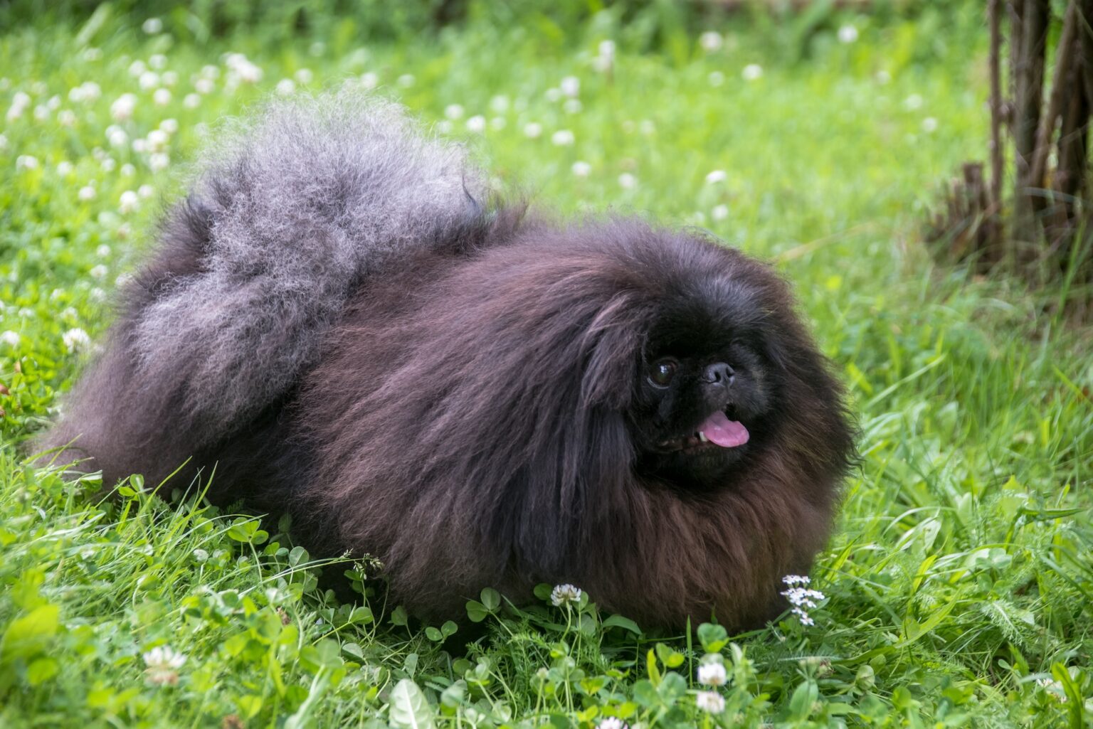 The Pekingese Guide: Personality, History, Training, Food, and More ...