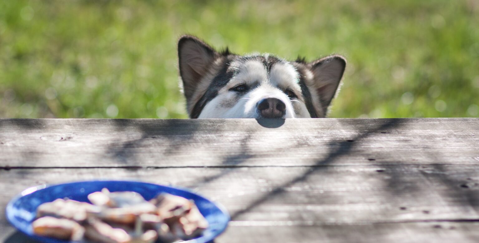 How Do Dogs Control Their Impulses? - The Farmer’s Dog - Digest