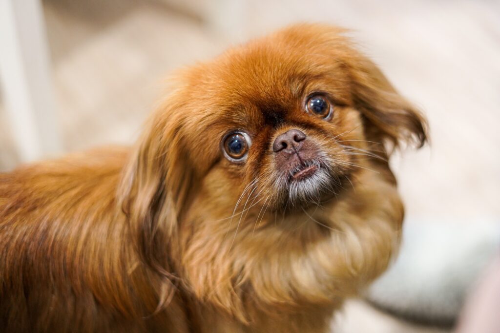 The Pekingese Guide: Personality, History, Training, Food, and More ...