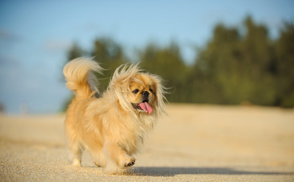 The Pekingese Guide: Personality, History, Training, Food, and More ...