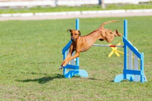 The Rhodesian Ridgeback Breed Guide: History, Personality, Training ...