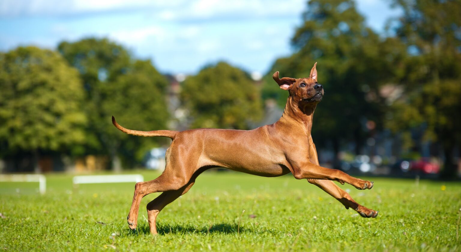 The Rhodesian Ridgeback Breed Guide: History, Personality, Training ...