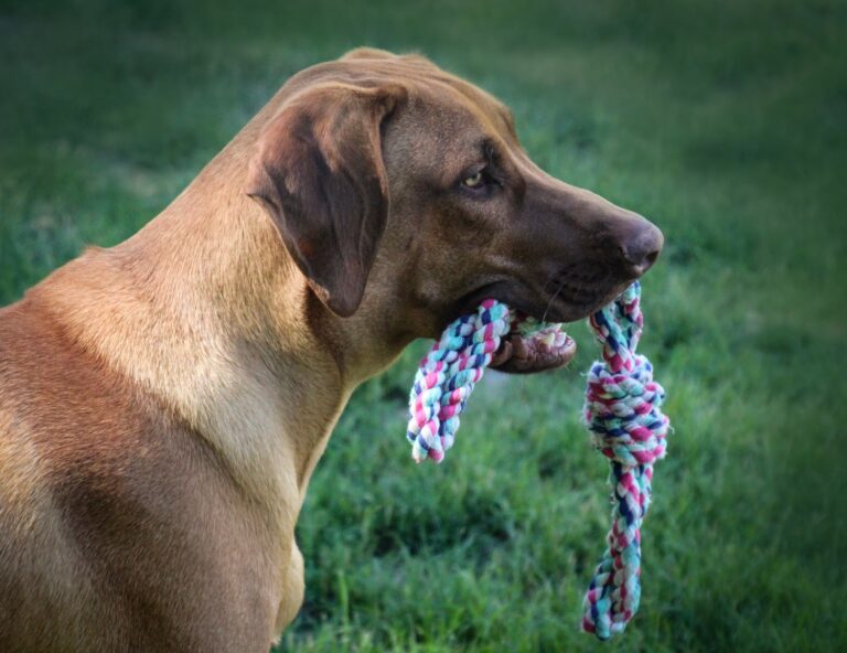 The Rhodesian Ridgeback Breed Guide: History, Personality, Training ...