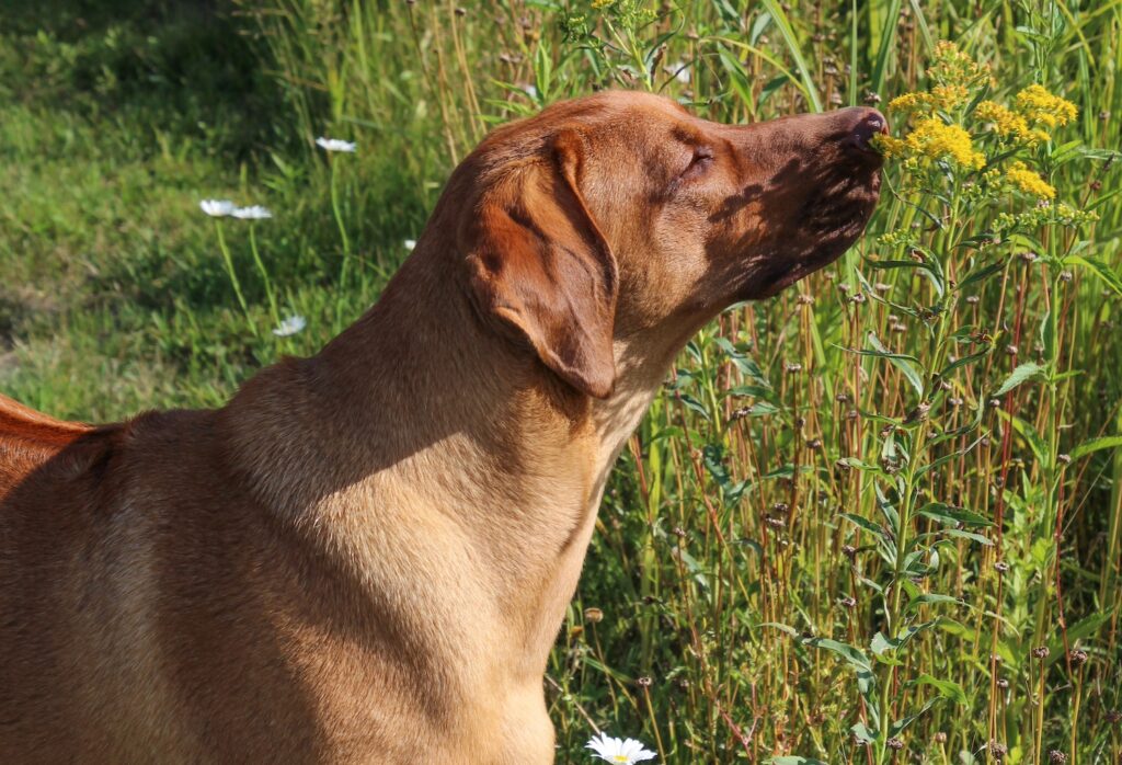 The Rhodesian Ridgeback Breed Guide: History, Personality, Training ...