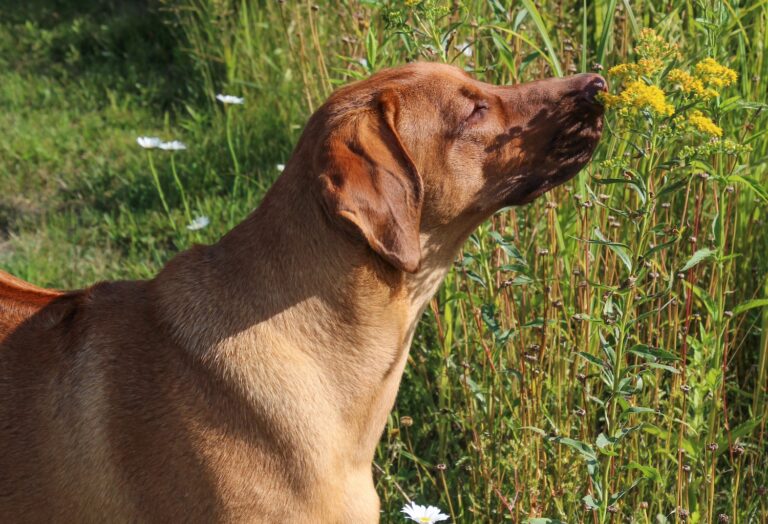 The Rhodesian Ridgeback Breed Guide: History, Personality, Training ...