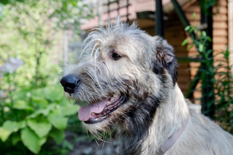 The Irish Wolfhound Breed Guide: History, Personality, Grooming ...