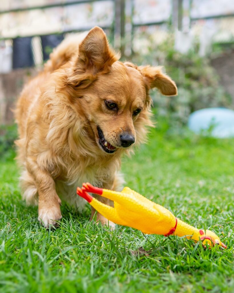 Do Dogs Have a Sense of Humor? - The Farmer’s Dog - Digest