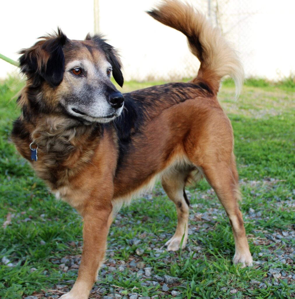 How to Care for a Tripod, or Three-Legged, Dog – Exercise, Training ...
