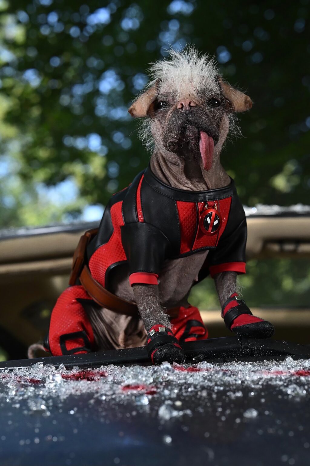 How Britain’s “Ugliest Dog” Turned Into a Movie Star - The Farmer’s Dog ...