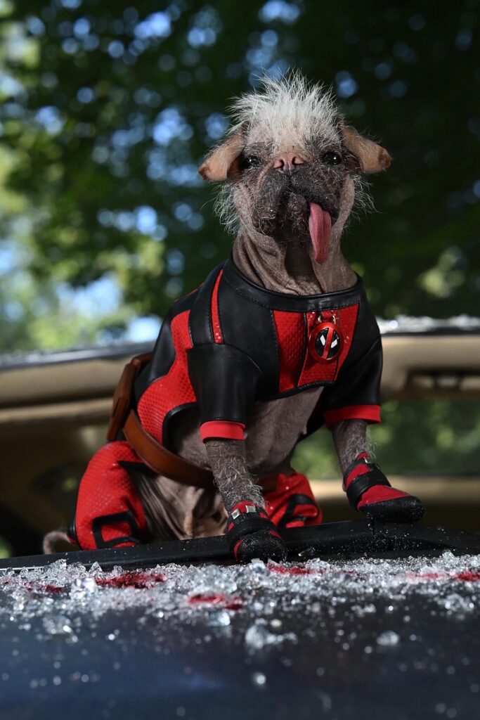 How Britain’s “Ugliest Dog” Turned Into a Movie Star - The Farmer’s Dog ...