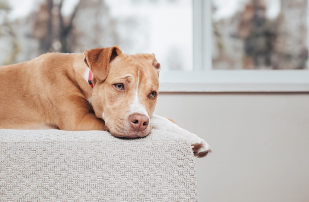Everything to Know About Cushing's Disease in Dogs - The Farmer’s Dog ...