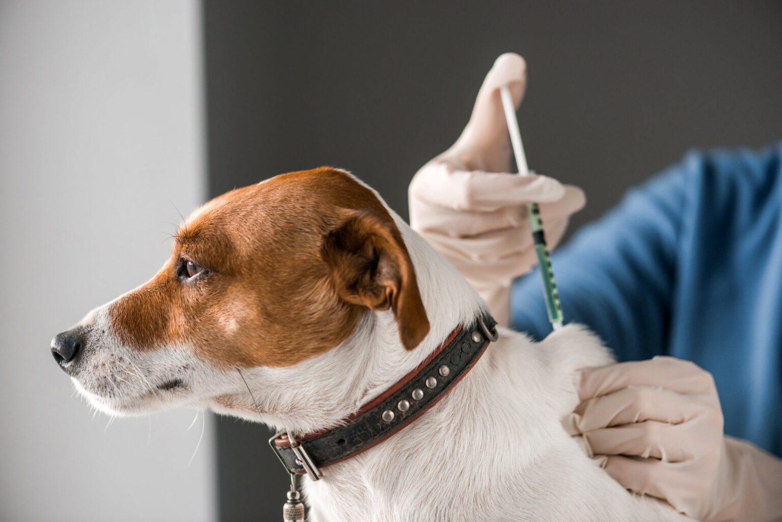 What to Know About Rabies in Dogs - The Farmer’s Dog - Digest