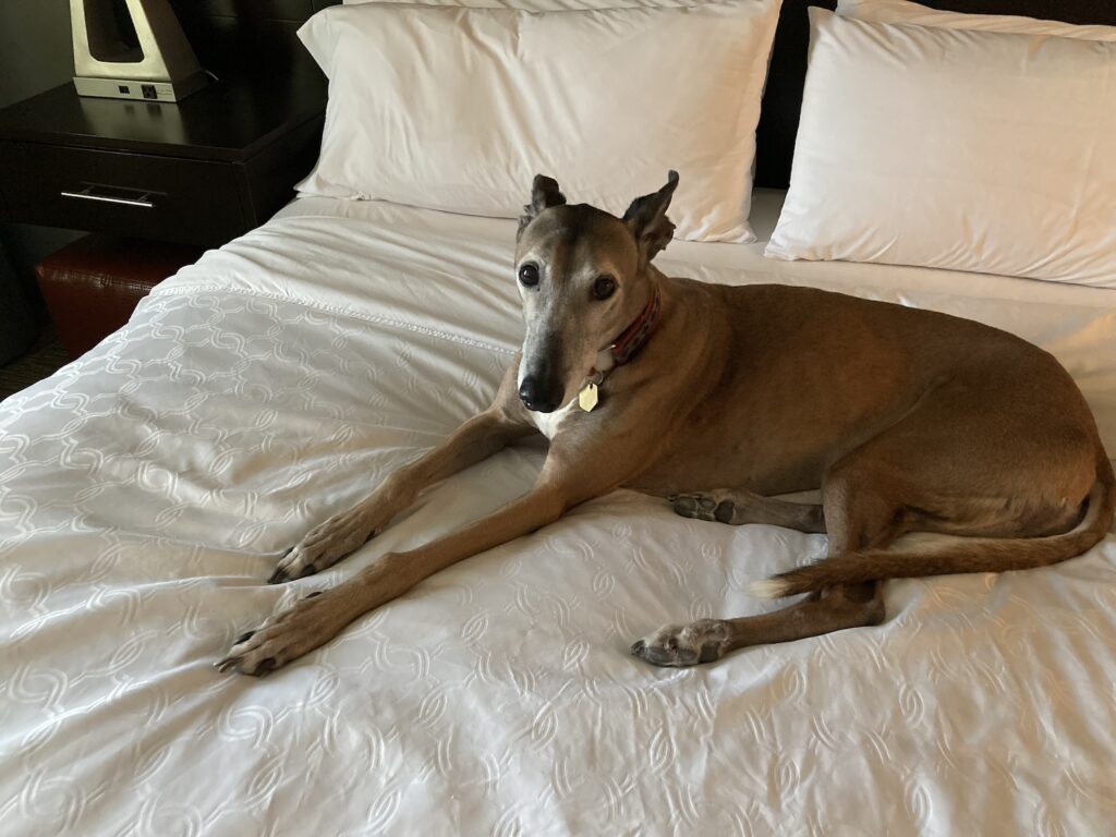 The Greyhound Breed Guide: Personality, History, Training, Food, and ...