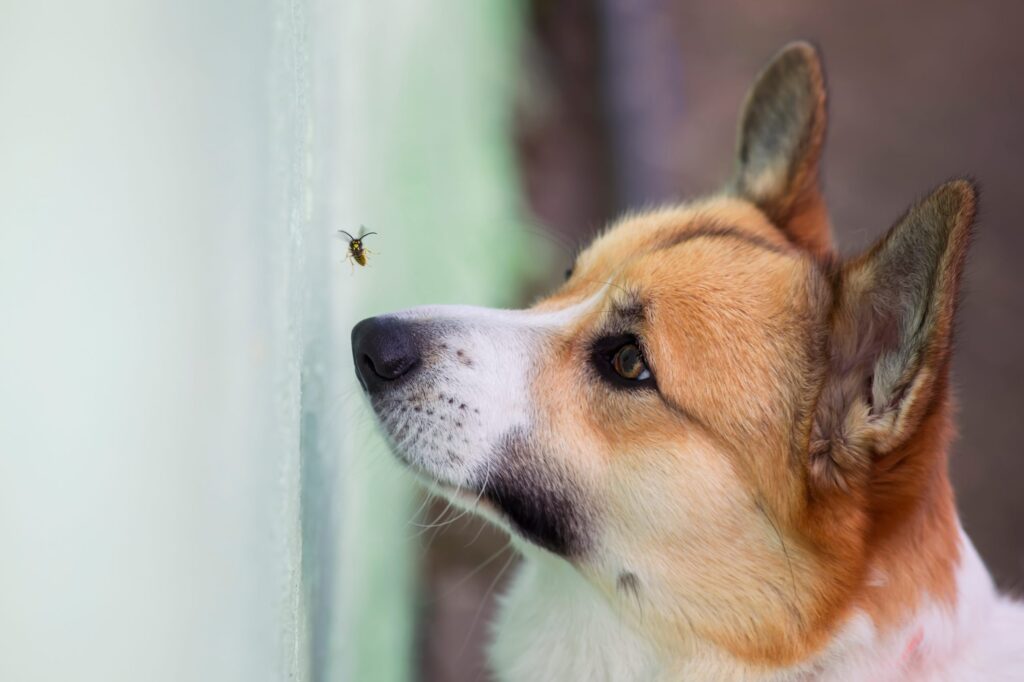 Help! My Dog Has Been Stung By a Bee - The Farmer’s Dog - Digest
