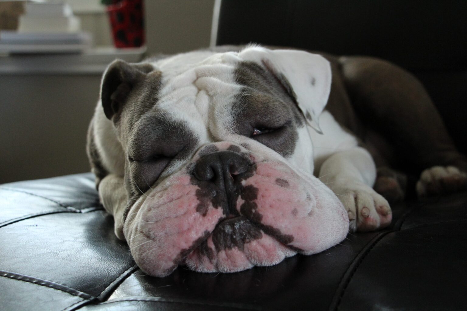 Help! My Dog Has Been Stung By a Bee - The Farmer’s Dog - Digest