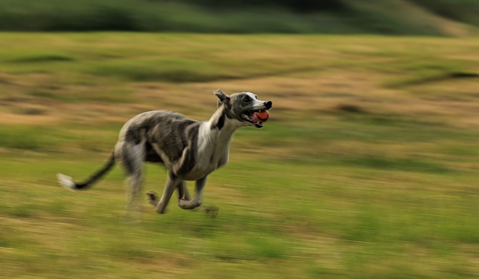 The Greyhound Breed Guide: Personality, History, Training, Food, and ...