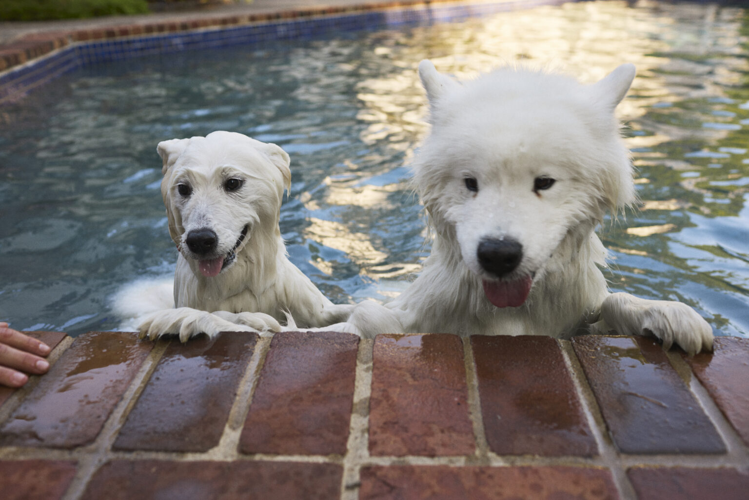 How Do Dogs Choose Their Friends? - The Farmer’s Dog - Digest