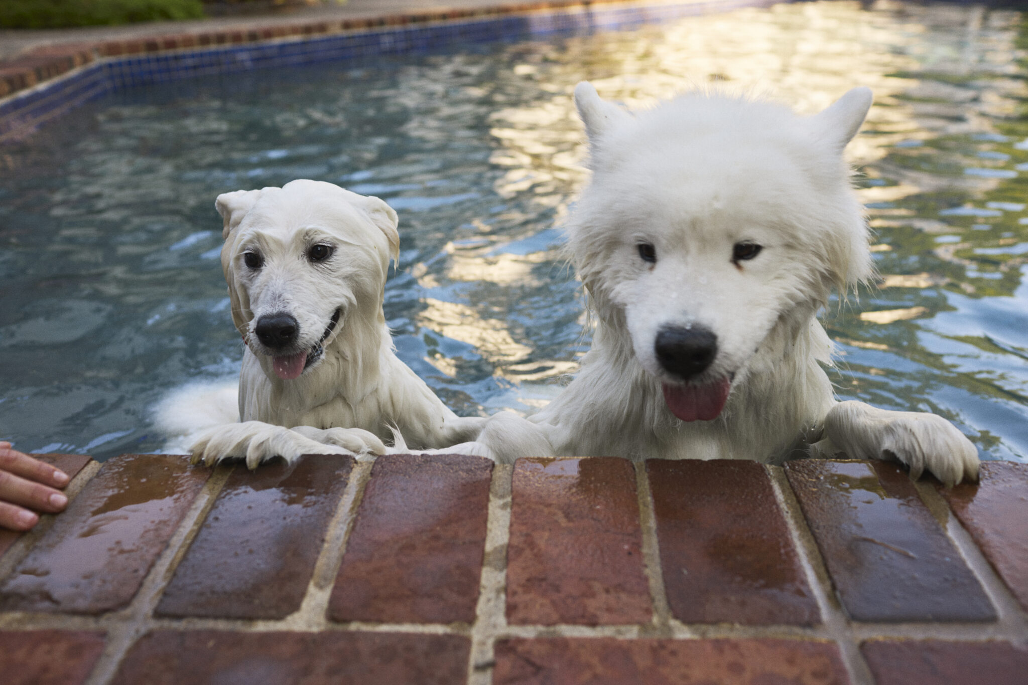 How Do Dogs Choose Their Friends? - The Farmer’s Dog - Digest