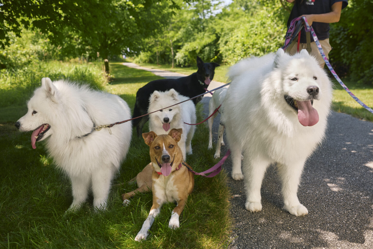 How Do Dogs Choose Their Friends? - The Farmer’s Dog - Digest