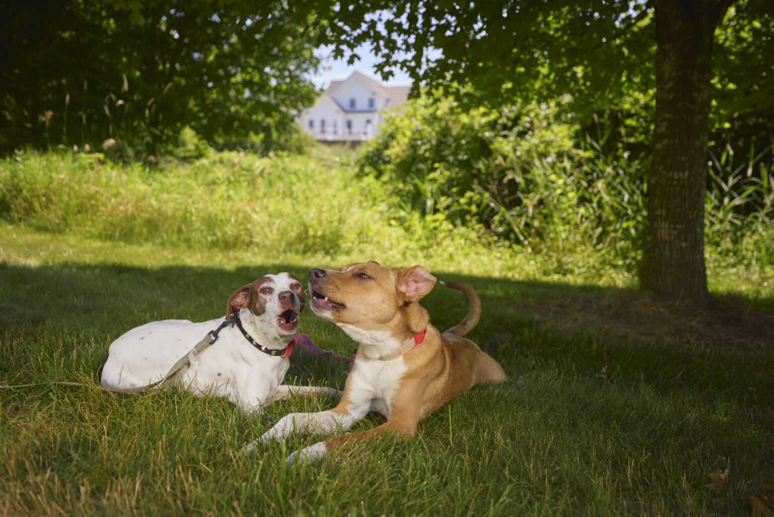 How Do Dogs Choose Their Friends? - The Farmer’s Dog - Digest