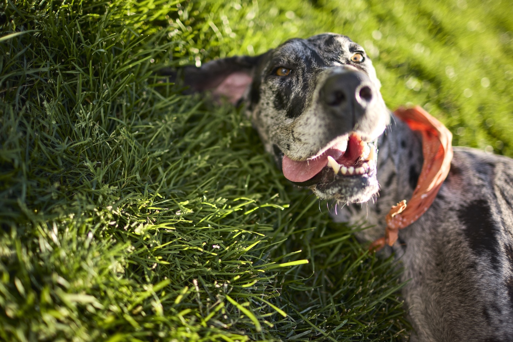 What Do Dogs Think About Daylight Savings Time? - The Farmer’s Dog - Digest