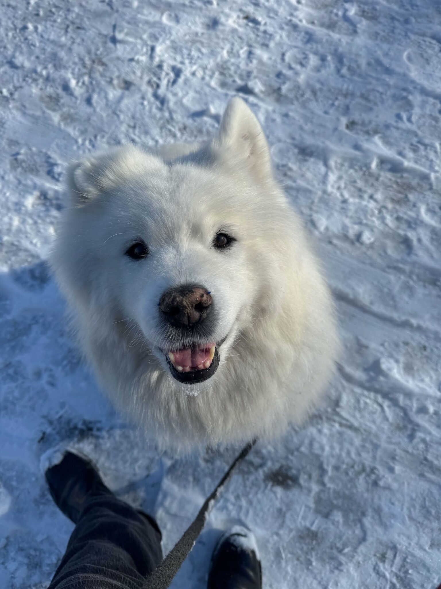 Why Do Dogs Love Snow? - The Farmer’s Dog - Digest