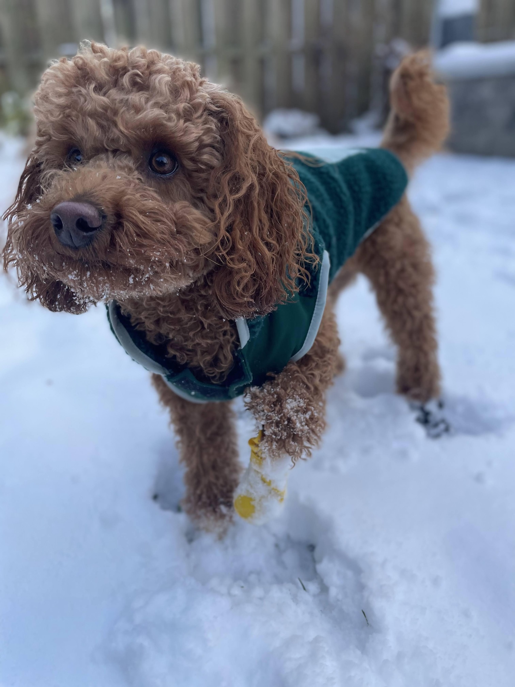 Why Do Dogs Love Snow? - The Farmer’s Dog - Digest
