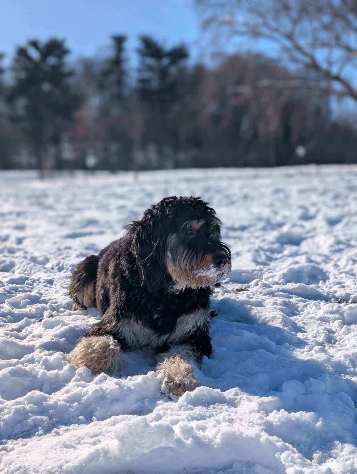 Why Do Dogs Love Snow? - The Farmer’s Dog - Digest