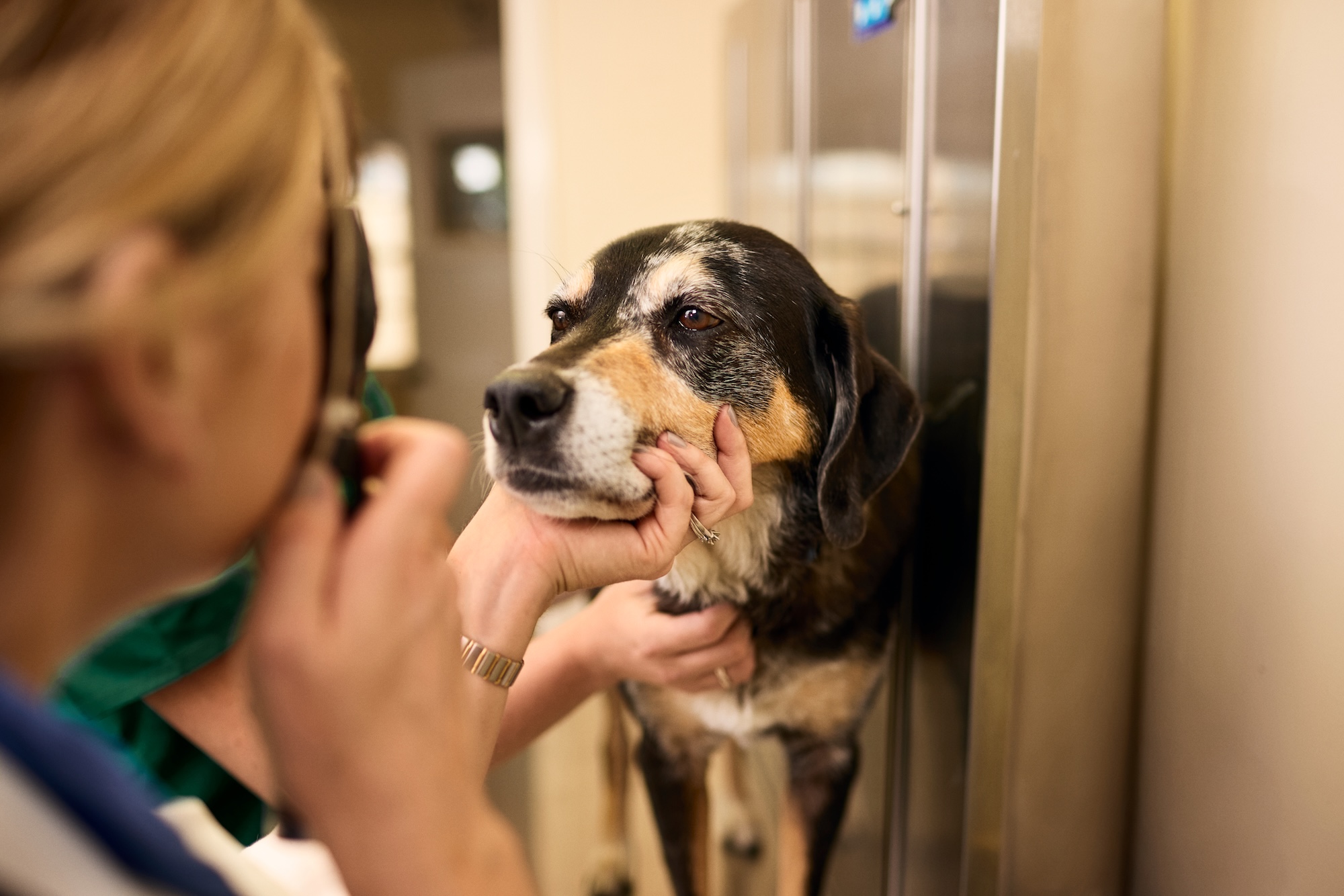 The Farmer’s Dog and the Cornell University College of Veterinary ...