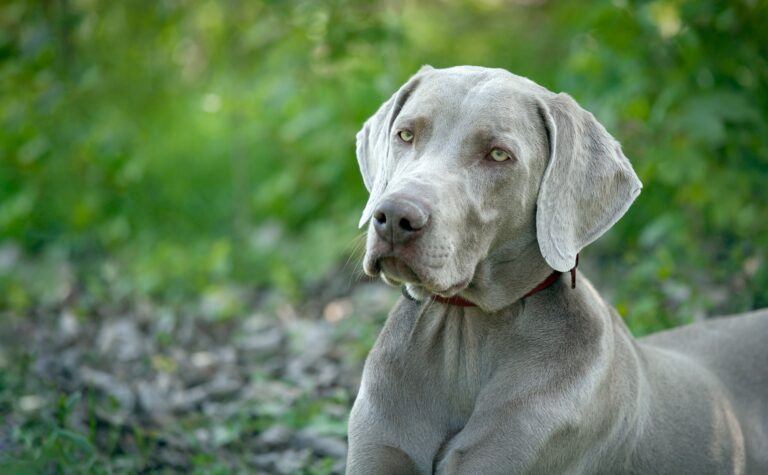The Weimaraner Guide: Personality, History, Training, Food, and More ...