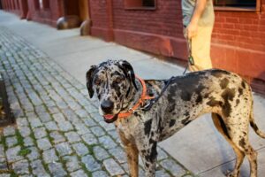 The Simplest Way to Tell if the Pavement Is Too Hot for Your Dog’s Paws ...