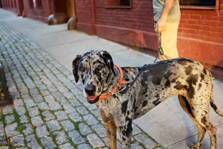 The Simplest Way to Tell if the Pavement Is Too Hot for Your Dog’s Paws ...