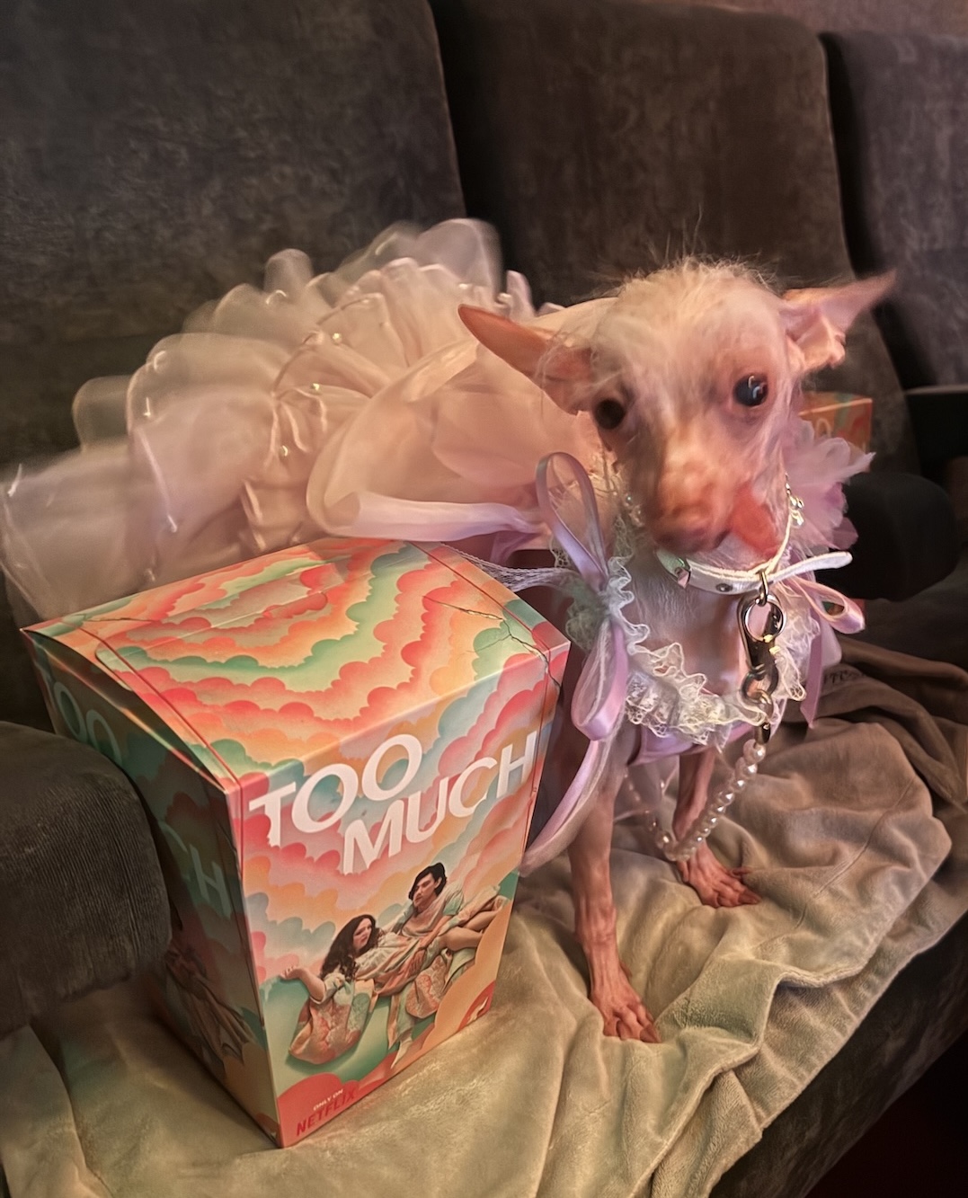 Meet Mia, the Best Supporting Canine in Lena Dunham’s Netflix Series ...