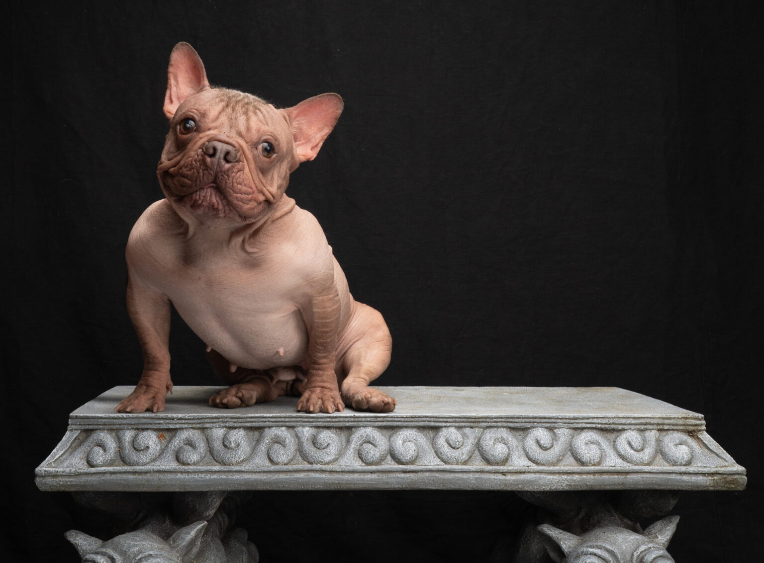 Check Out the Entry Photo for Petunia, the Newly Crowned “World’s ...