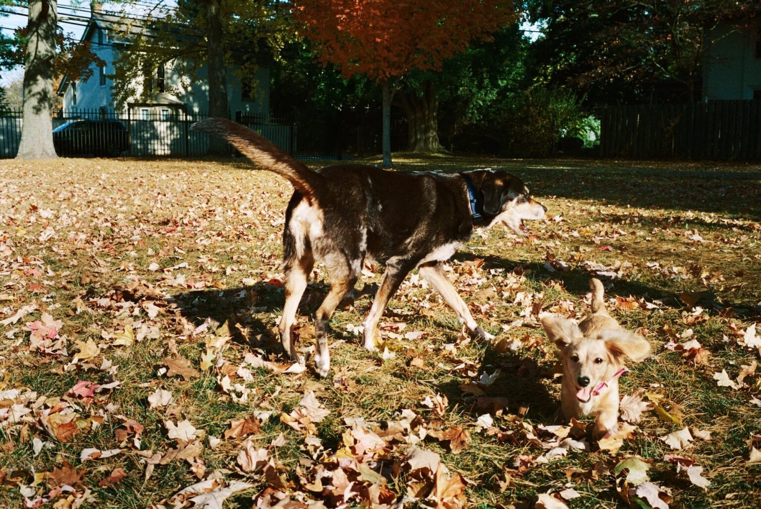 What Is Happy Tail Syndrome? - The Farmer’s Dog - Digest