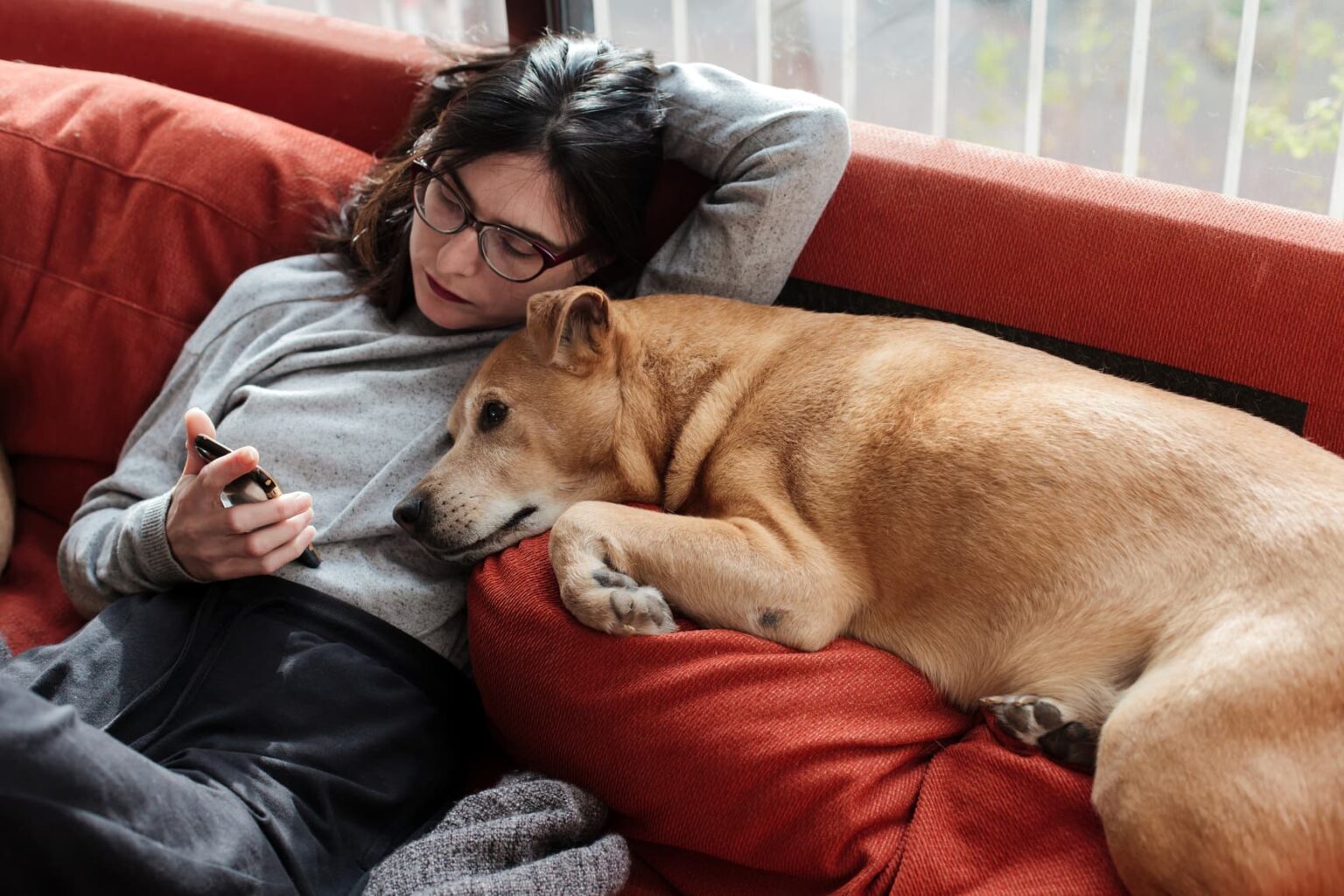 How Does Your Dog Feel When You’re Looking at Your Phone? - The Farmer ...