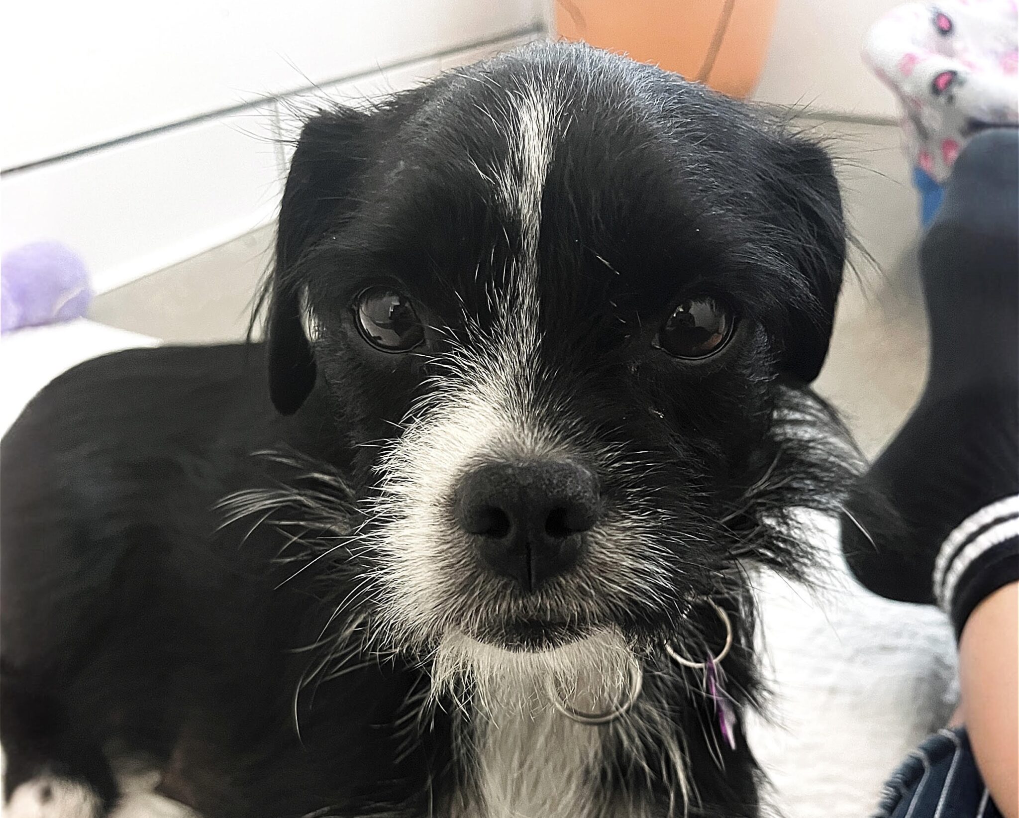 Tobies Small Dog Rescue
