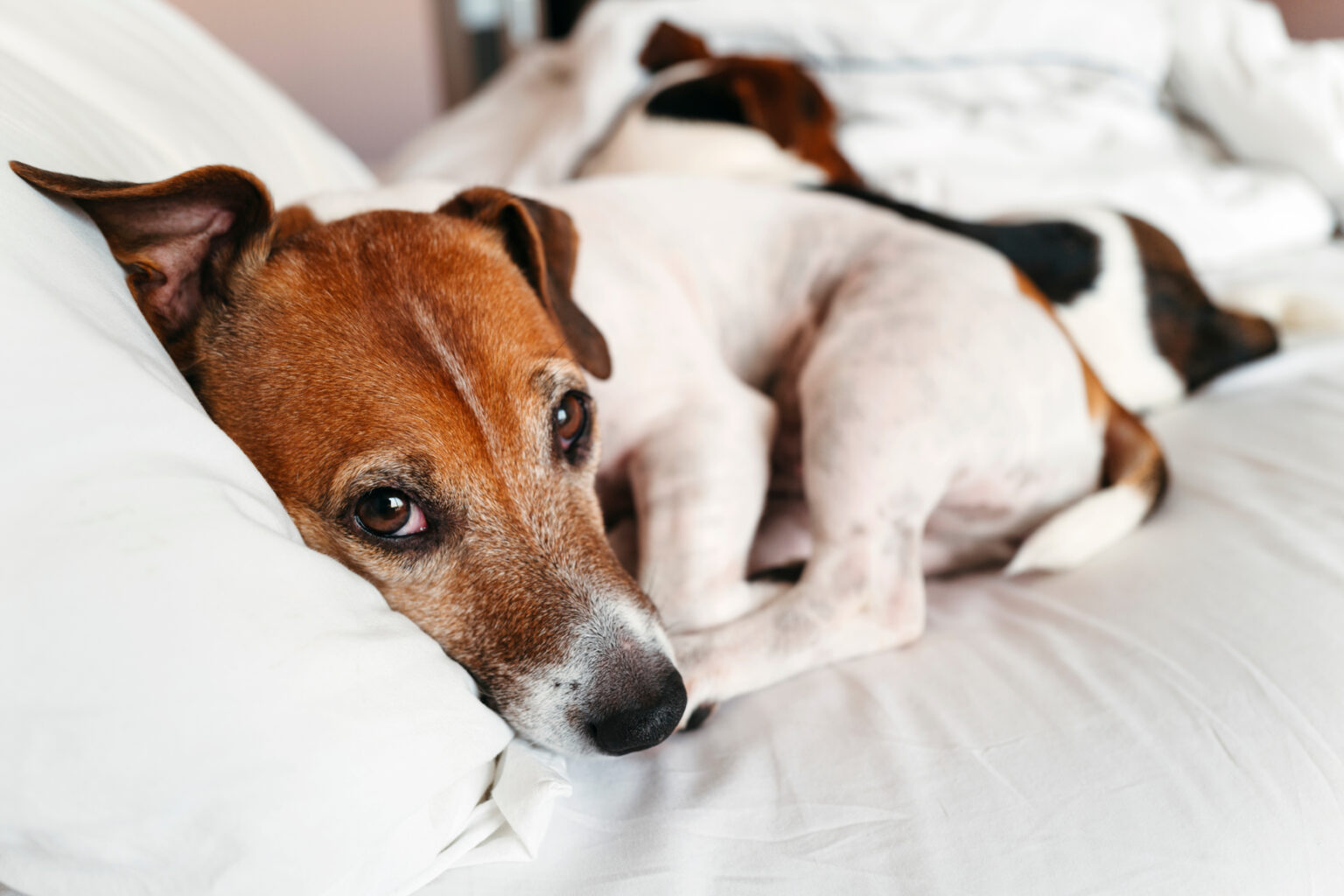 How Long Does It Take for Objects to Pass Through a Dog's Digestive ...