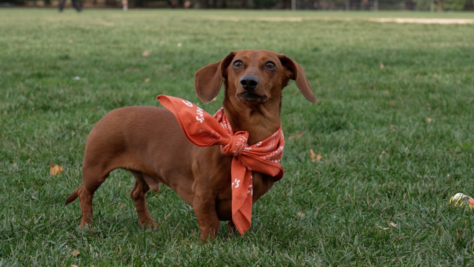 We Caught Up With Anthony Rizzo and Kevin, His Amazing Miniature ...