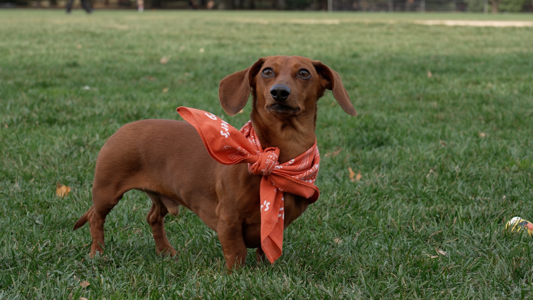 We Caught Up With Anthony Rizzo and Kevin, His Amazing Miniature Dachshund - The Farmer’s Dog ...