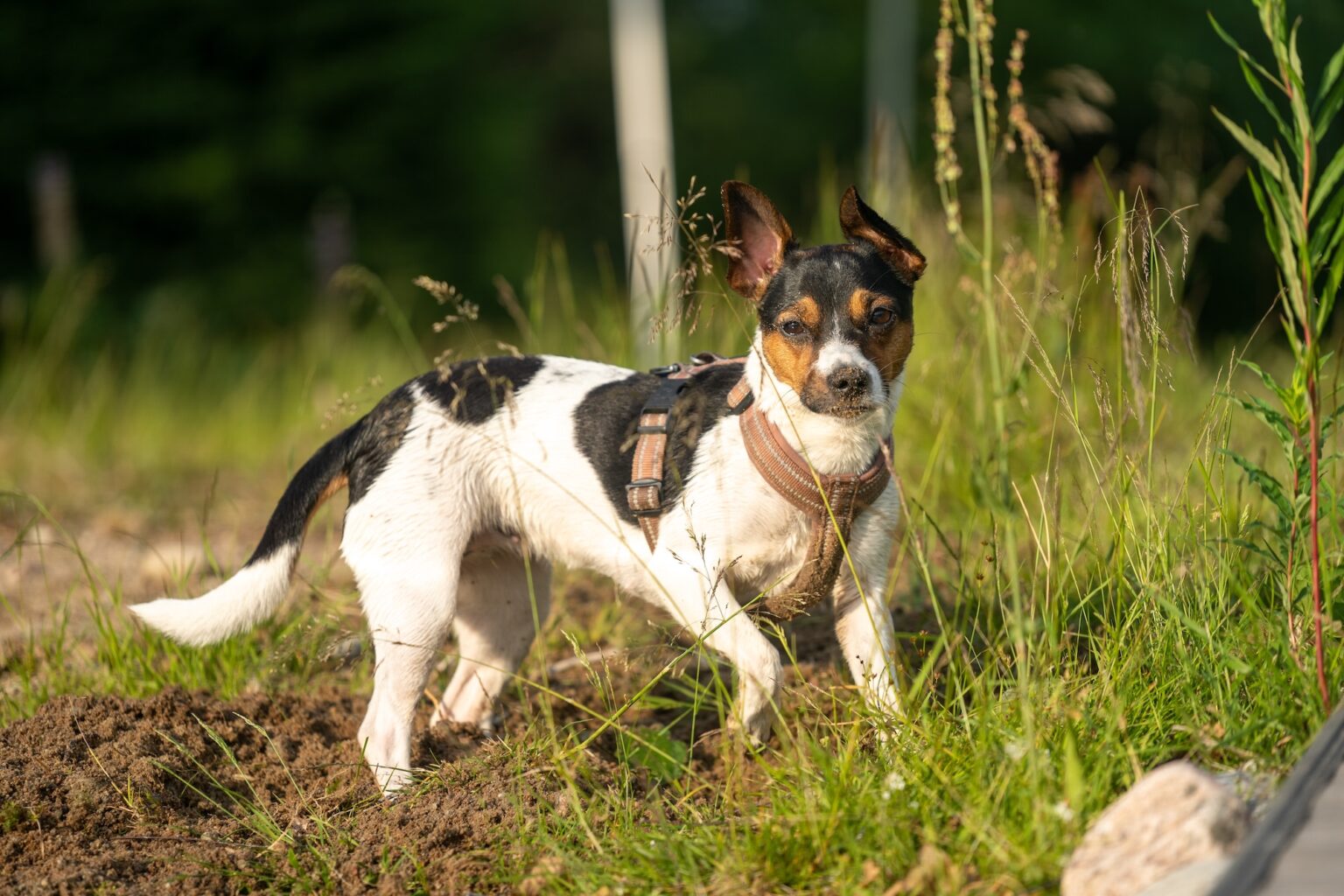 “New” Dog Alert: All About the Danish-Swedish Farmdog, the AKC’s 202nd ...