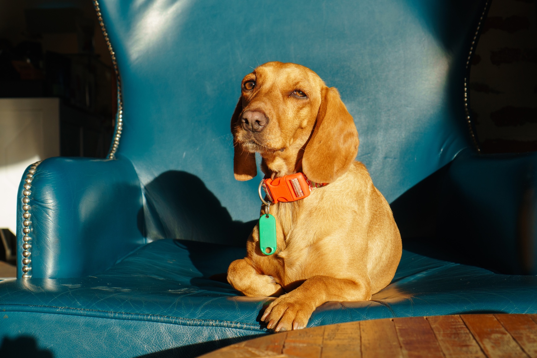 Myths and Facts about DCM in Dogs - The Farmer’s Dog - Digest