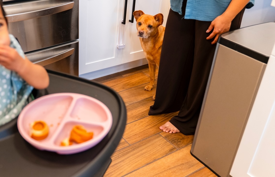 My Baby Started Eating Solids. What Does This Mean for My Dog? - The ...