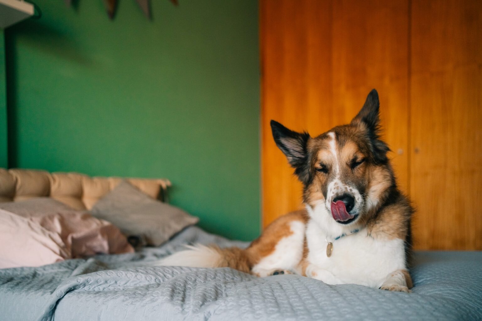 Can You Recognize Your Dog’s Displacement Behaviors? - The Farmer’s Dog ...